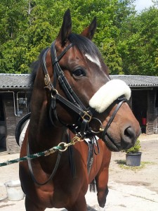 Operation ex-racer to show-jumper is in full swing - Gift Horse Eventing